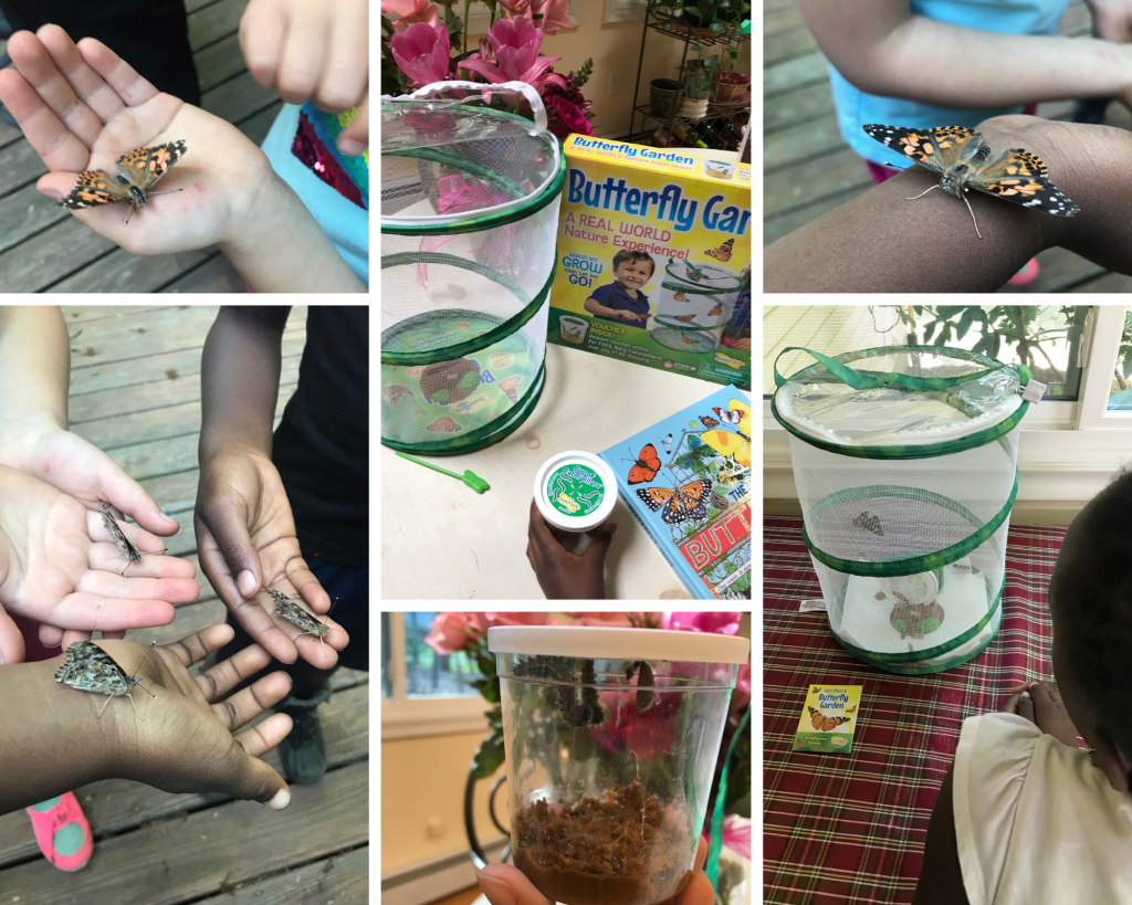 Learning at Home: Caterpillars to Butterflies | Here Wee Read